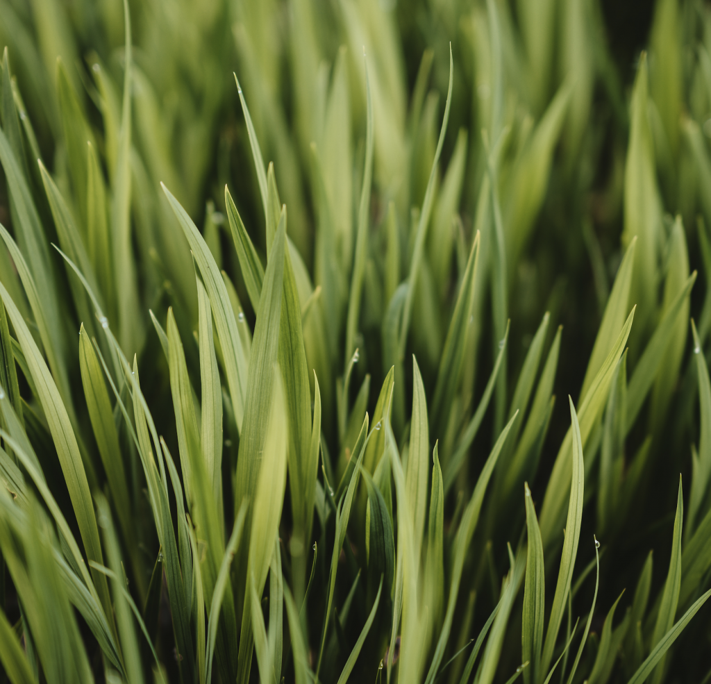 How to pick the perfect turf for your home | Luxe Turf
