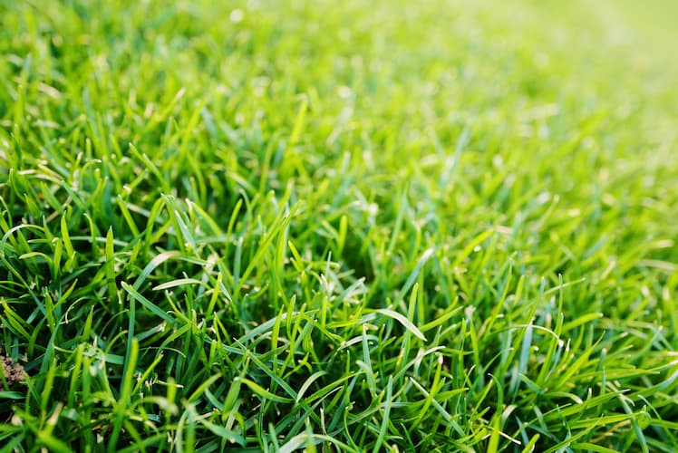 Best Turf for Queensland Climate | Luxe Turf